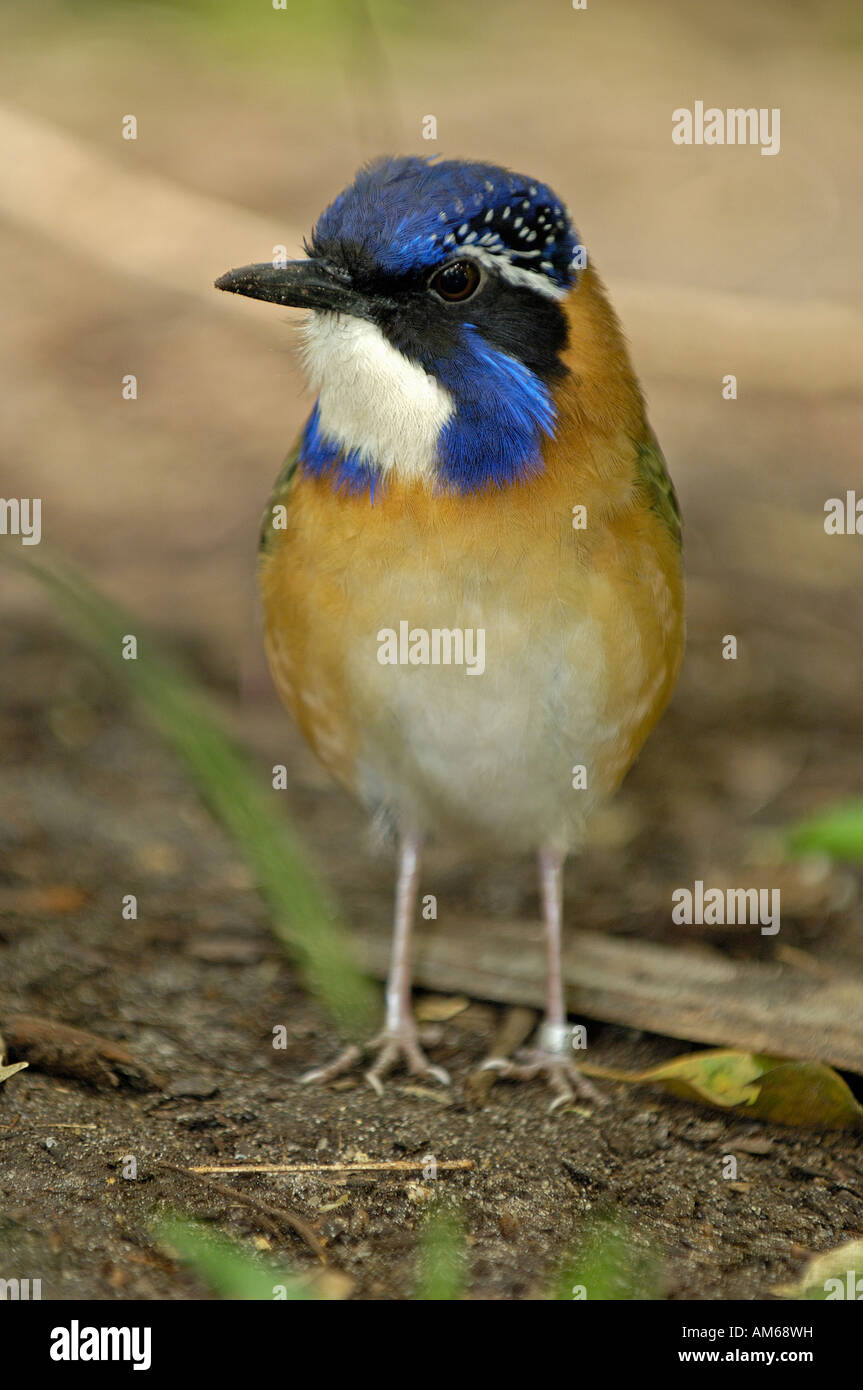 Pitta pitta hi-res stock photography and images - Alamy