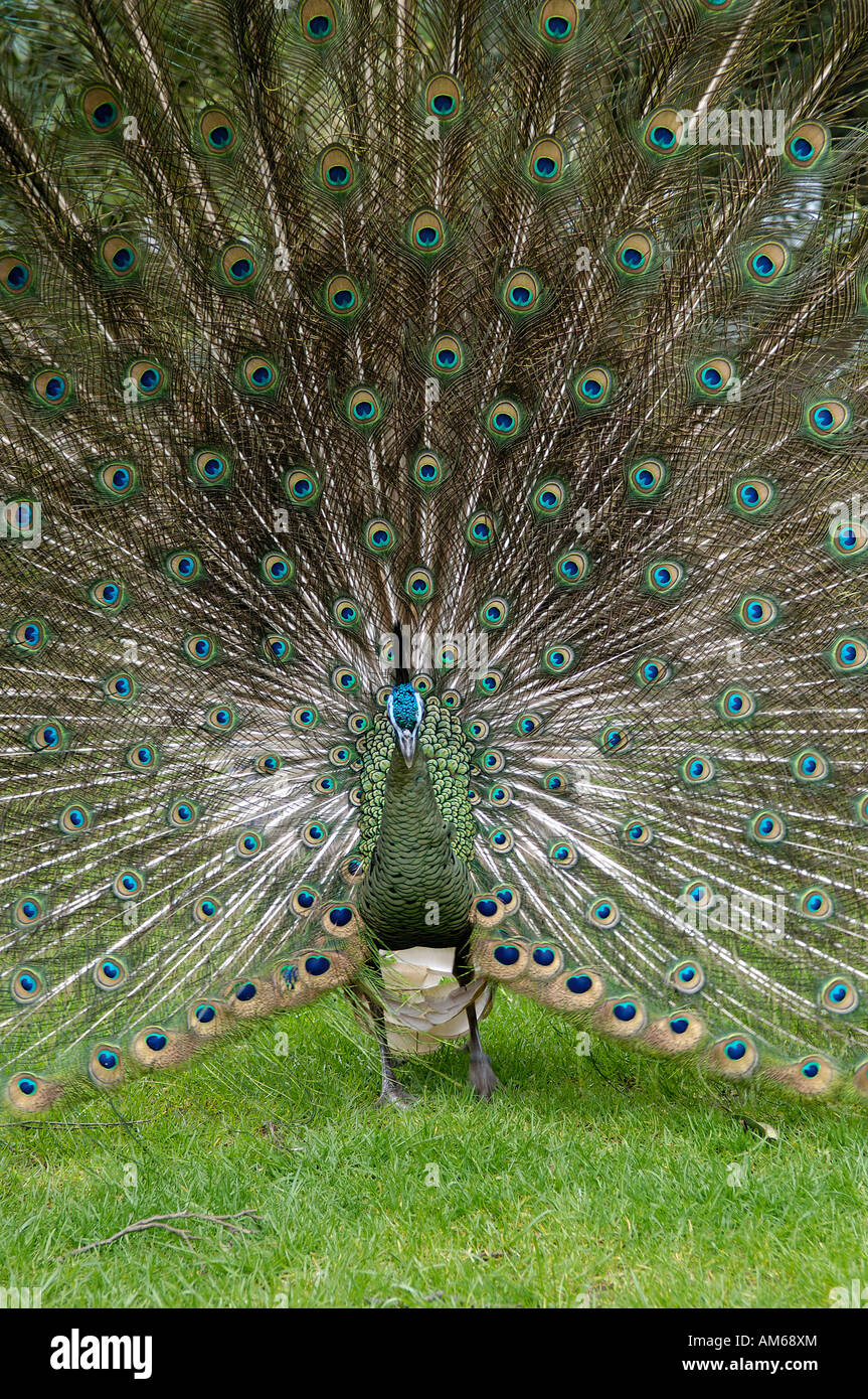Tiere rad hi-res stock photography and images - Alamy