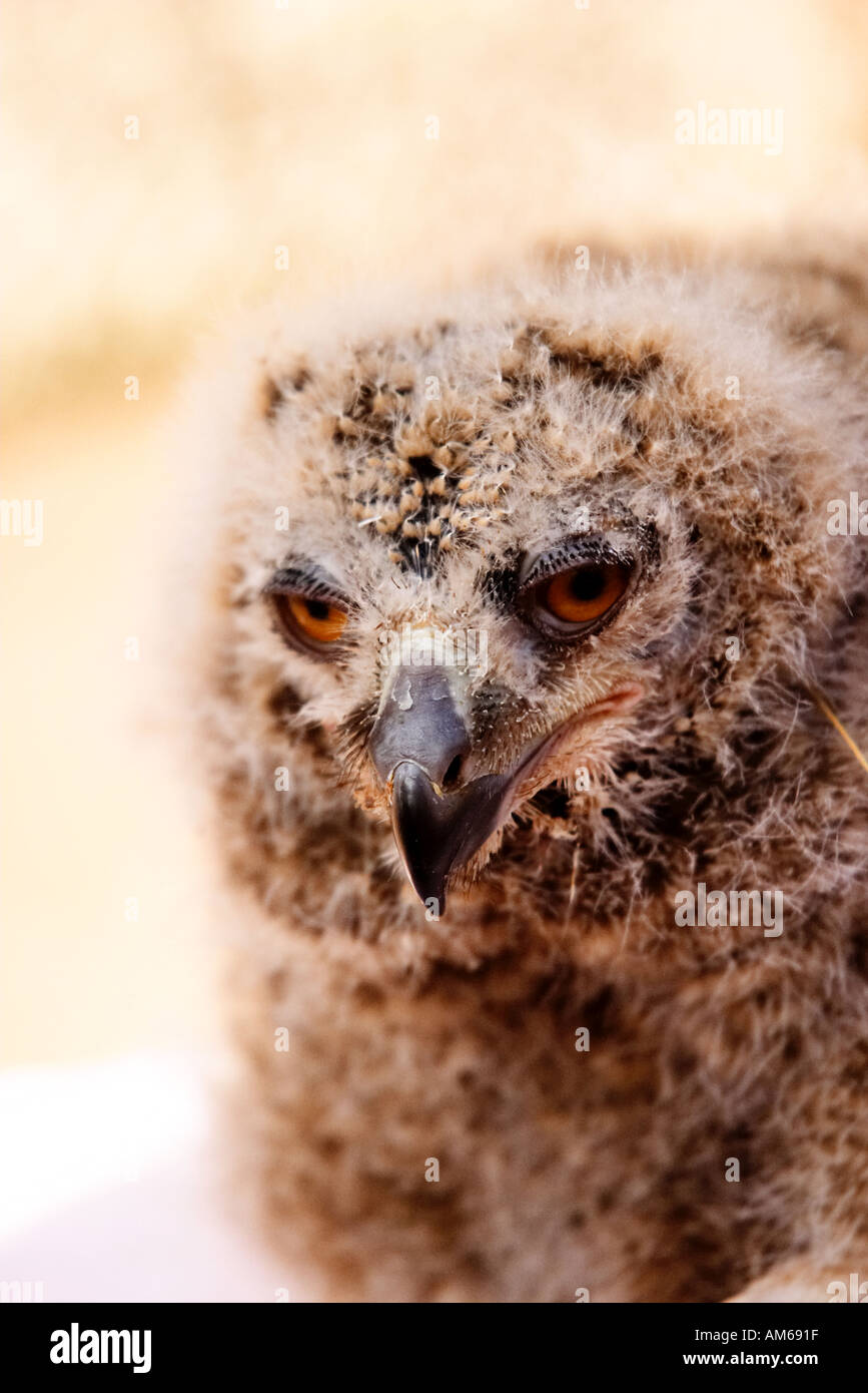 Baby Bengal Eagle Owl Stock Photo - Alamy