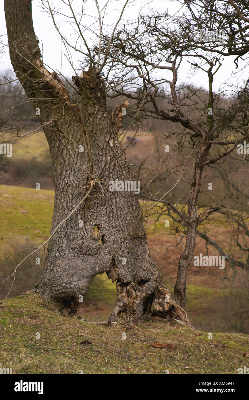 Old oak tree still alive with holes through it Stock Photo - Alamy