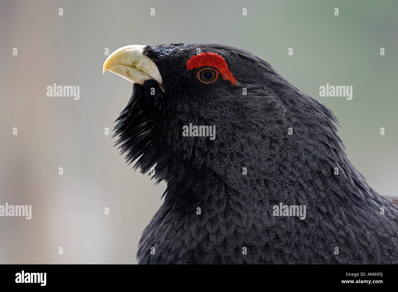 Tiere heimisch hi-res stock photography and images - Alamy