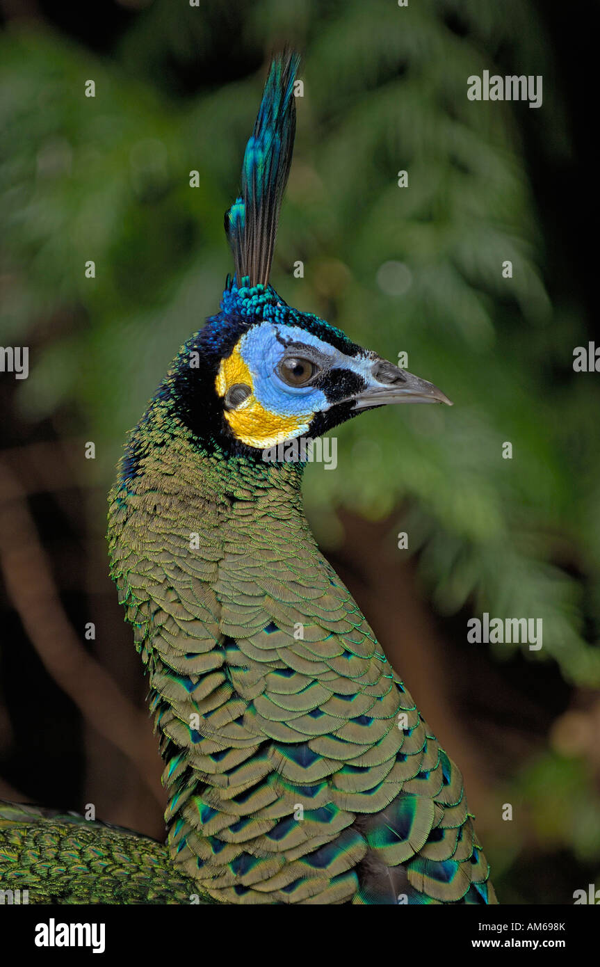 Pavo muticus hi-res stock photography and images - Alamy