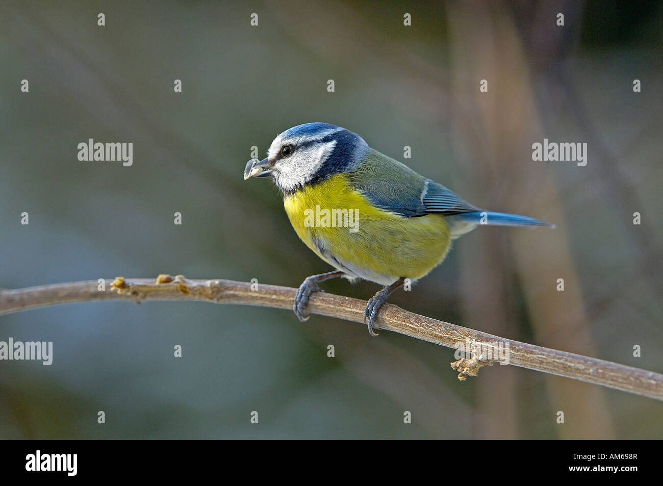 Parus Caeruleus High Resolution Stock Photography and Images - Alamy