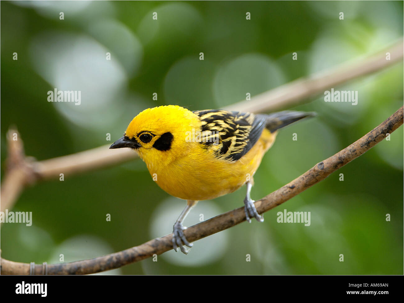 Goldtangare hi-res stock photography and images - Alamy