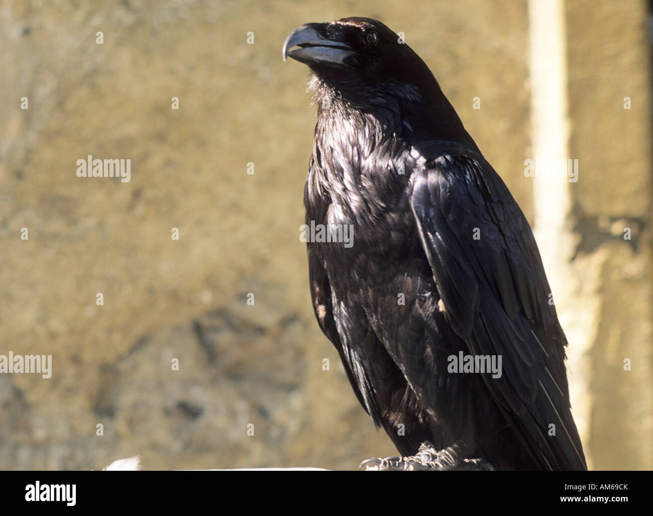 Raven Tower of London Stock Photo - Alamy