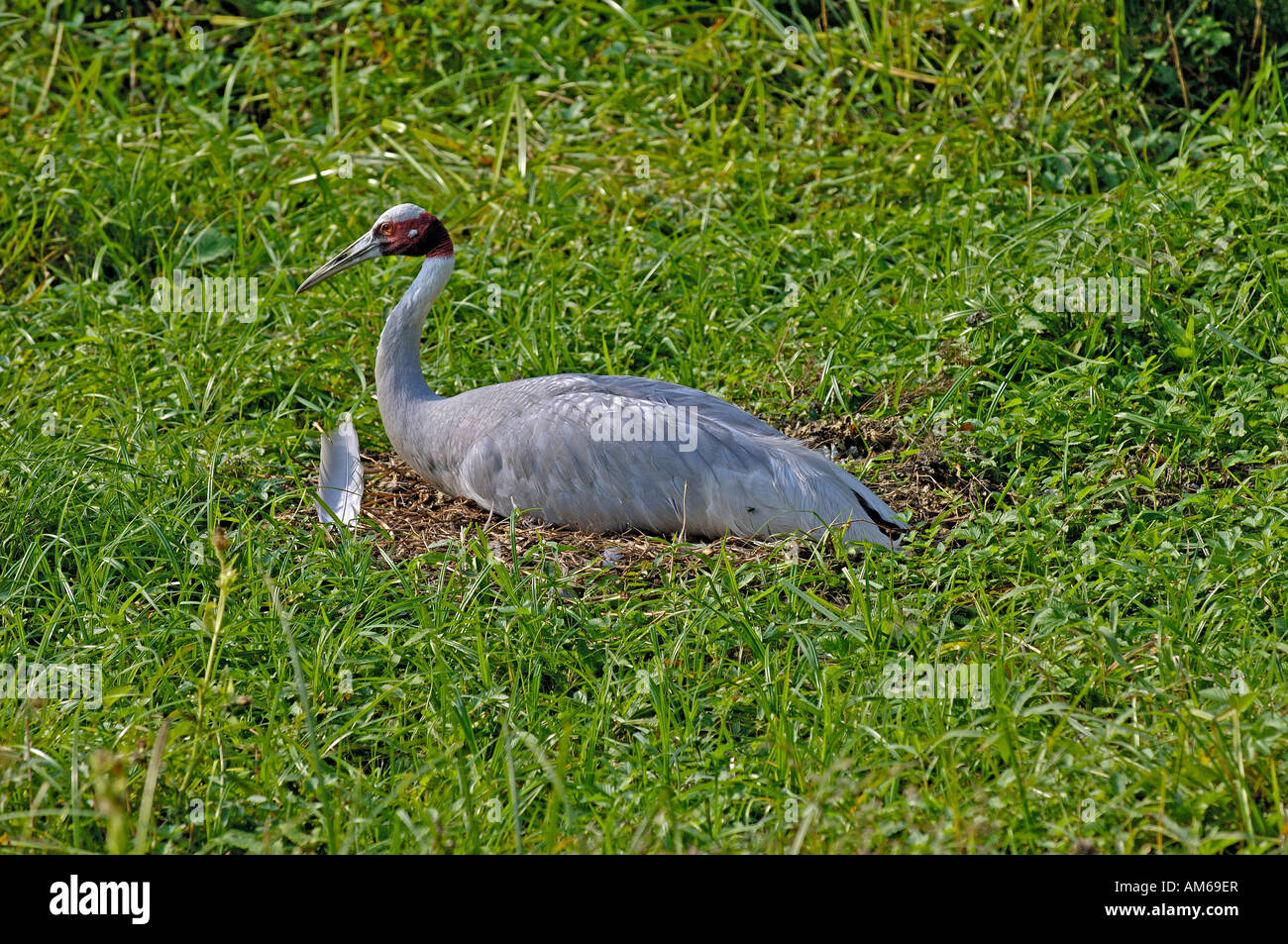 Grus antigone, on nest Stock Photo - Alamy