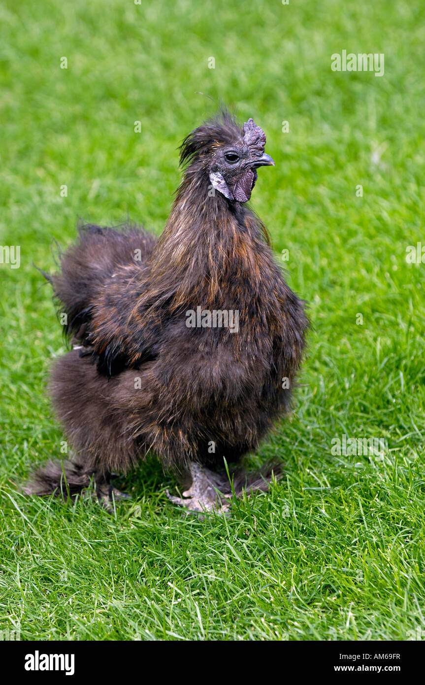 Domestic hen, Gallua gallus Stock Photo - Alamy