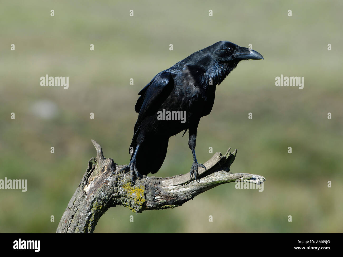 Common Raven (Corvus corax Stock Photo - Alamy