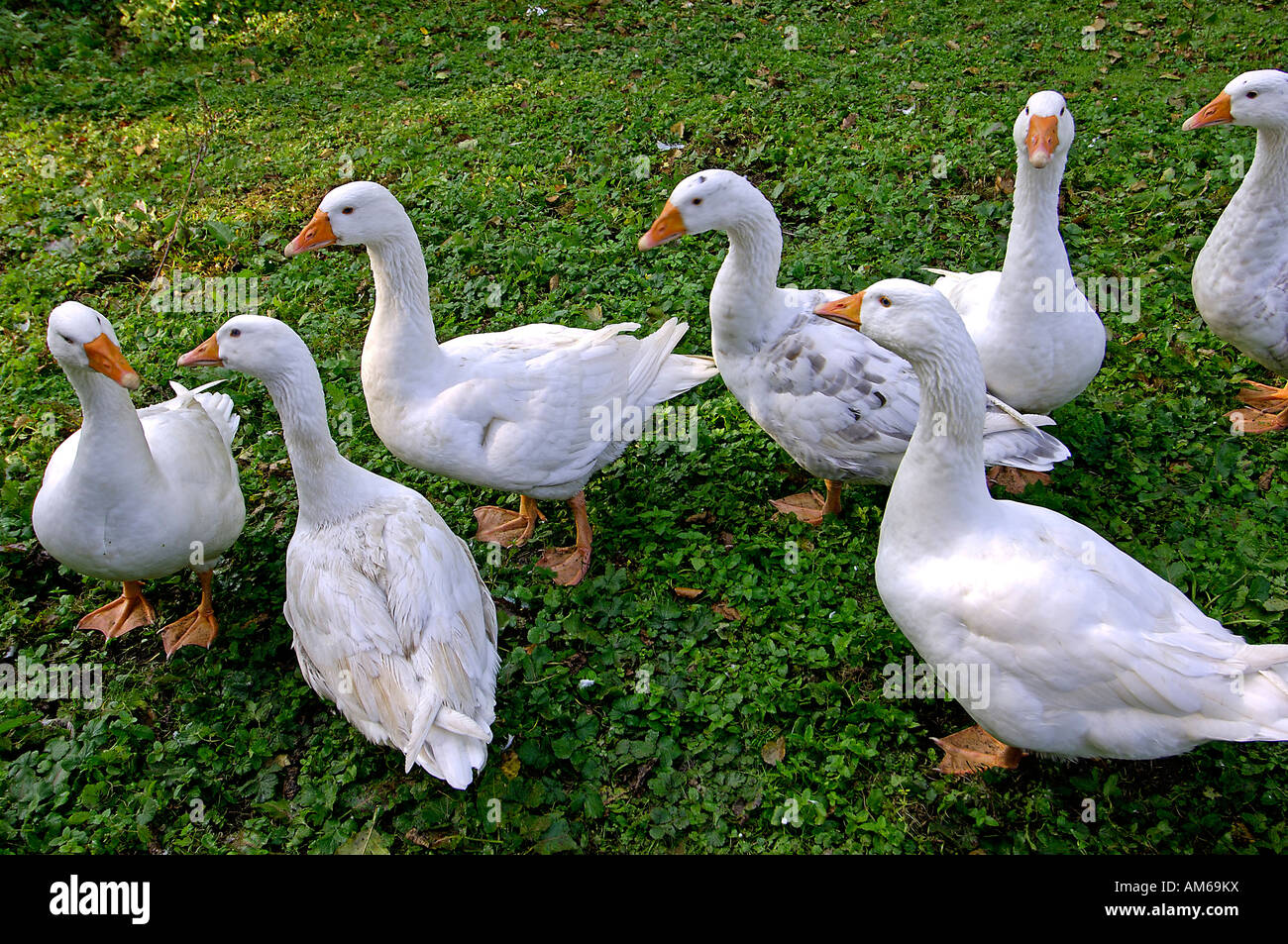 Domestic goos anser spec Stock Photo - Alamy