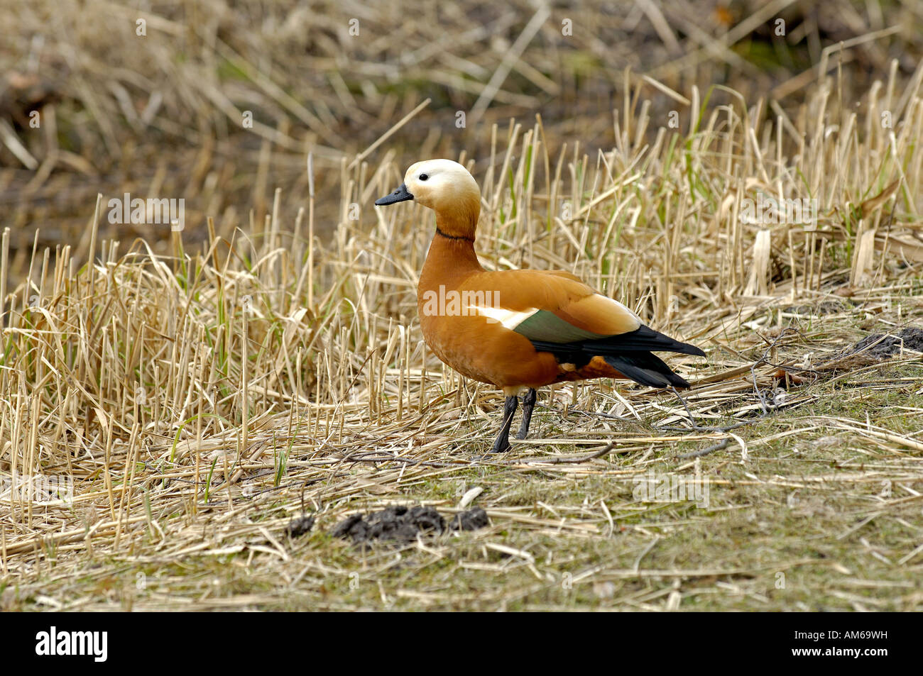Goose Tadorna ferruginea Stock Photo - Alamy