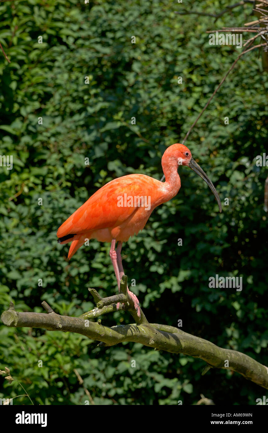 Ibis Eudocimus ruber Stock Photo - Alamy