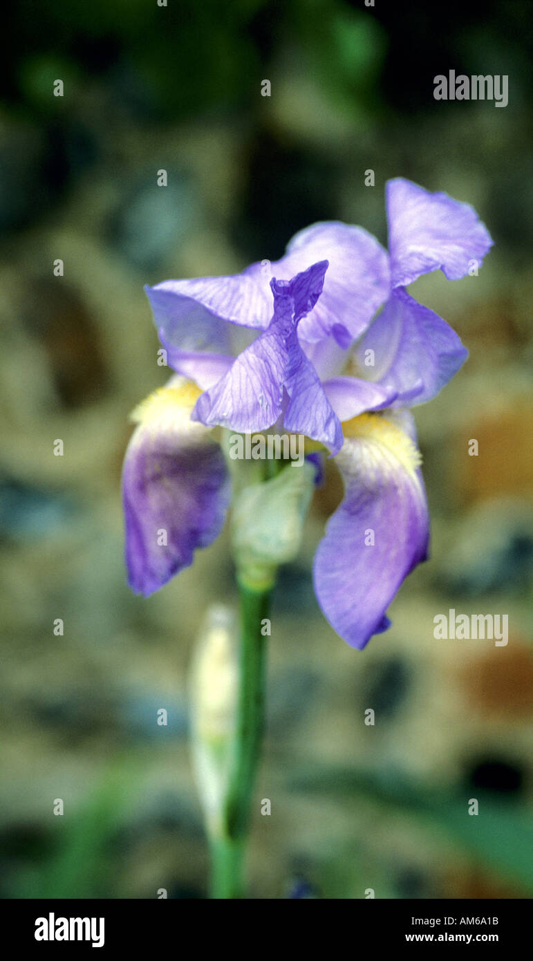 Iris spp hi-res stock photography and images - Alamy