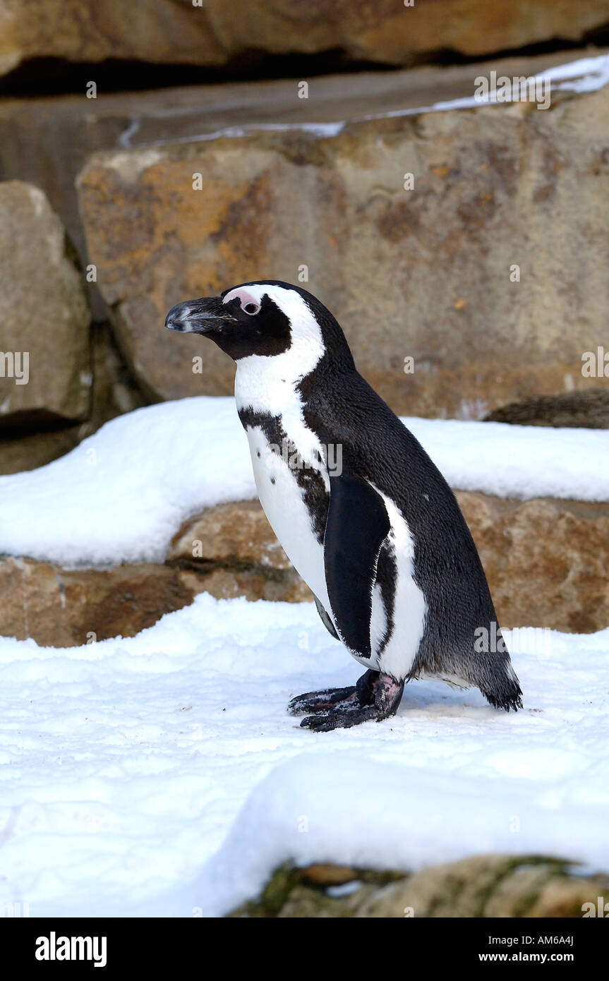 Penguin Spheniscus demersus Stock Photo - Alamy