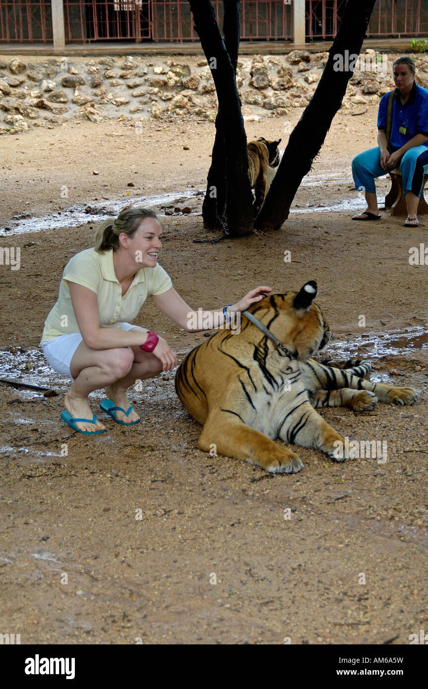 Tiger in Tiger Temple Luangta Maha Nua, West Thailand, Thailand Stock ...