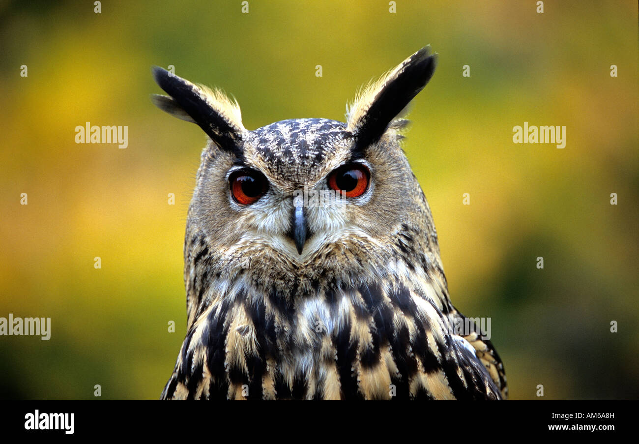 Eagle owl , bubo bubo Stock Photo - Alamy