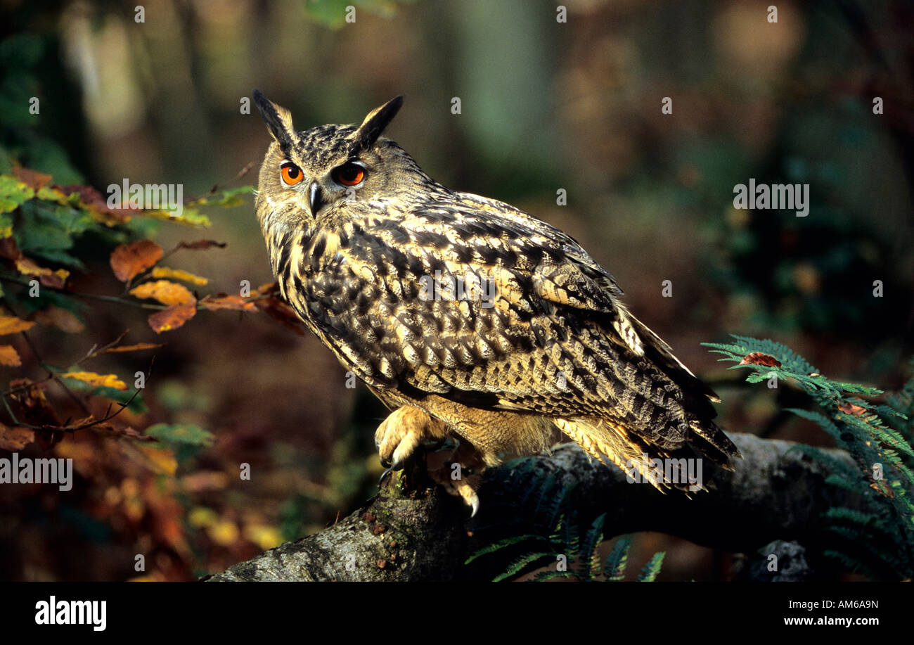Eagle owl , bubo bubo Stock Photo - Alamy