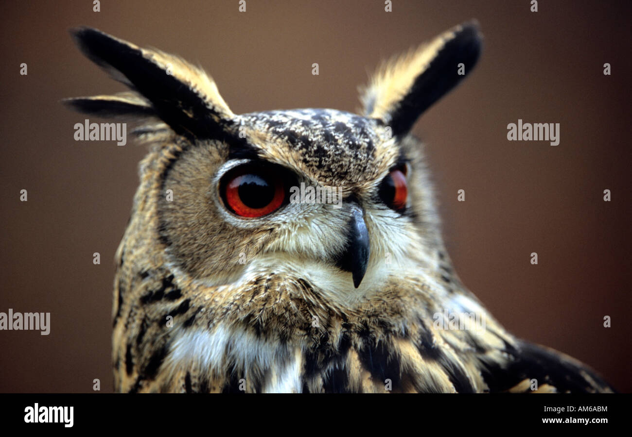 Eagle owl , bubo bubo Stock Photo - Alamy