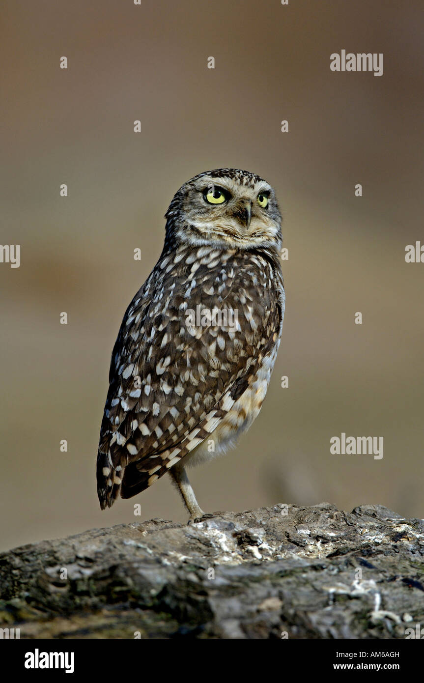 Rabbit owl hi-res stock photography and images - Alamy