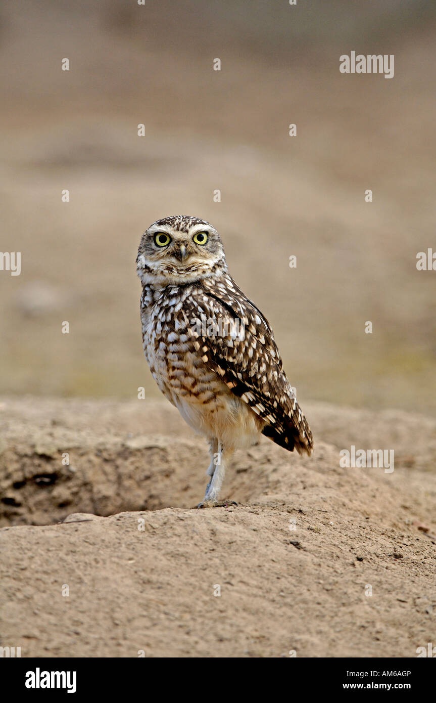 Rabbit owl, Speyotyto cunicularia Stock Photo - Alamy