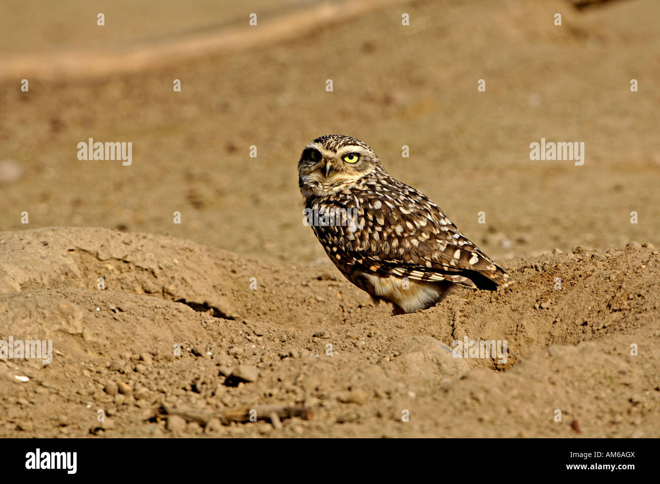 Rabbit owl hi-res stock photography and images - Alamy