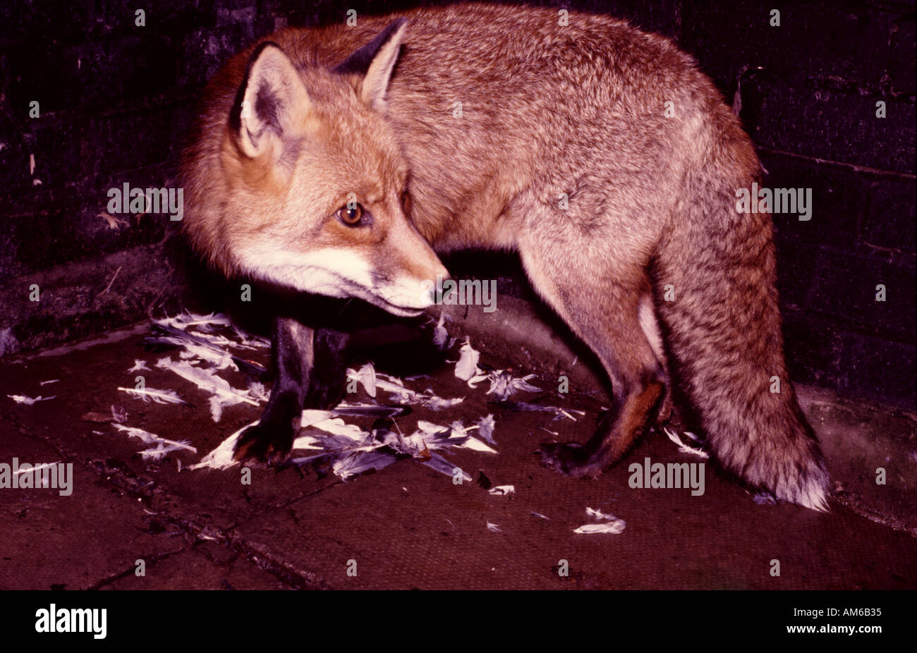 Fox killing hi-res stock photography and images - Alamy