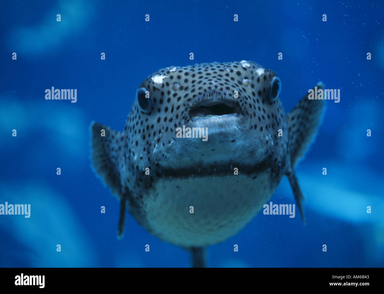 Tropical fish Puff fish Hawaii Stock Photo - Alamy