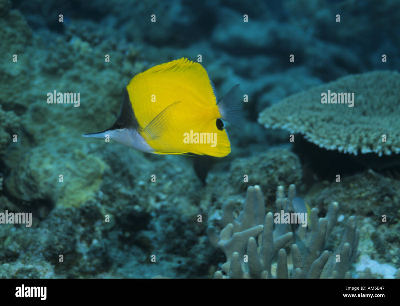 Tropical fish Long beaked butterfly fish Okinawa Island Japan Stock ...