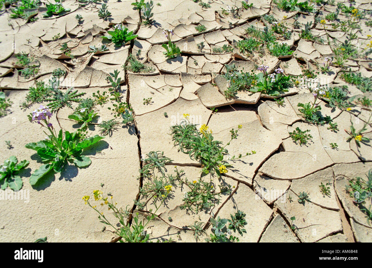Desert in Spring Stock Photo - Alamy