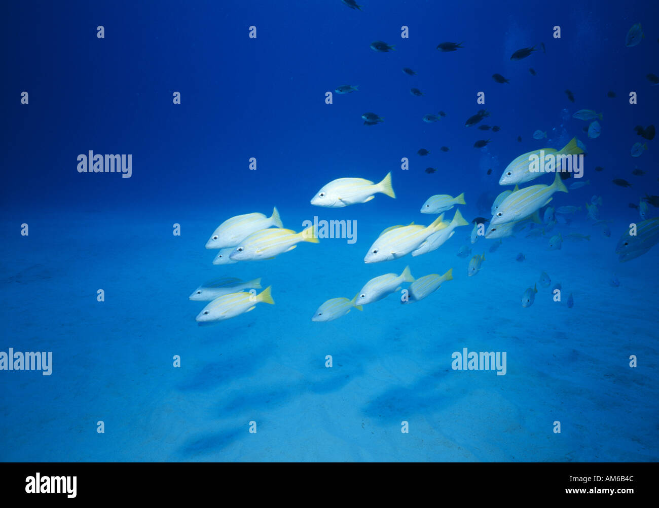 Tropical fish Blue Yellow Snapper in school Okinawa Island Japan Stock ...