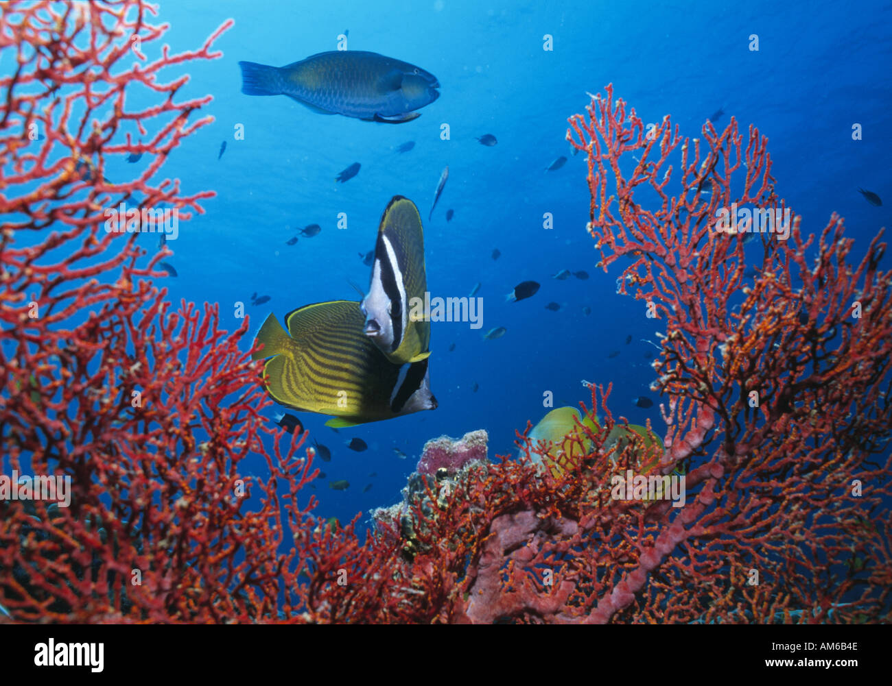 Tropical fish coral in underwater Okinawa Japan Stock Photo - Alamy