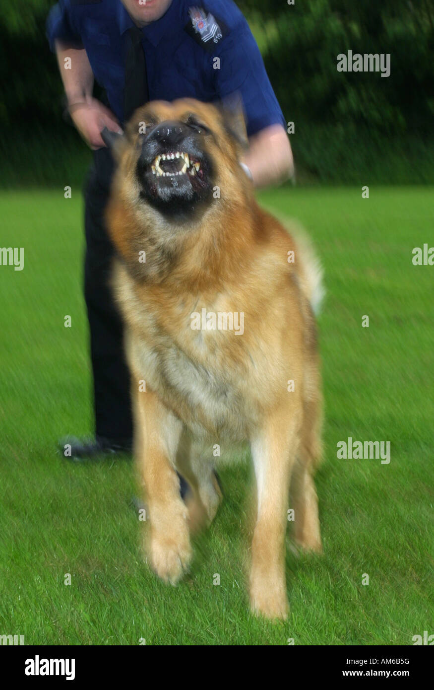 Snarling german shepherd hi-res stock photography and images - Alamy