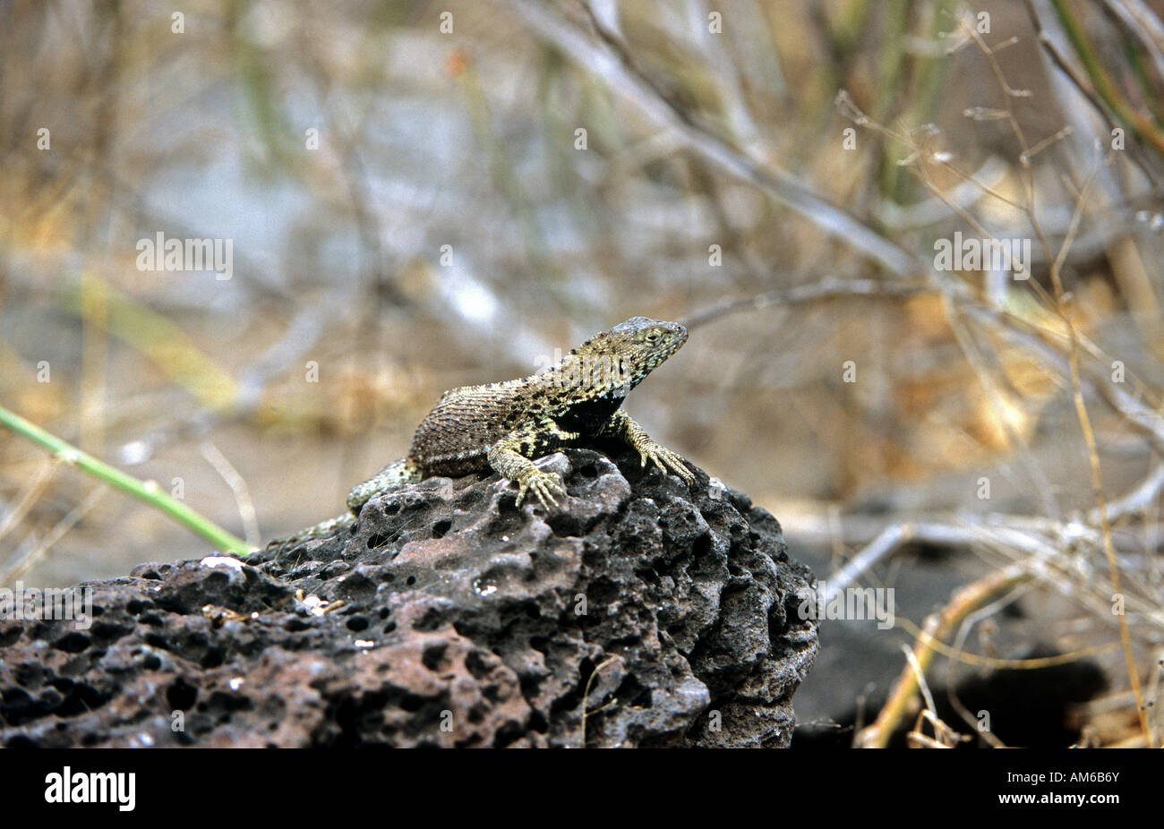 Lava lizzard, Microlophus spec Stock Photo - Alamy