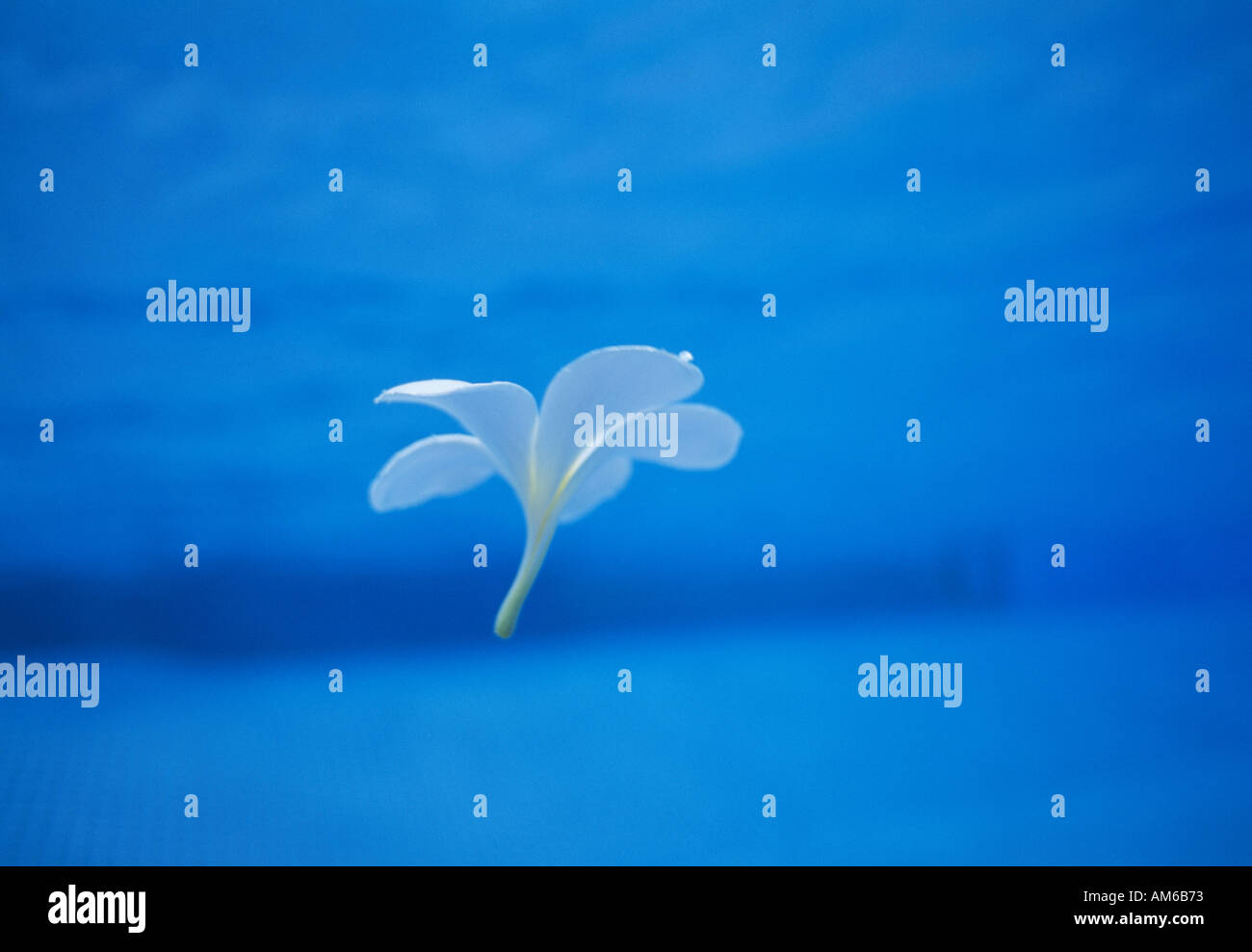 Tropical flower Plumeria in the water Saipan Marianas Stock Photo - Alamy