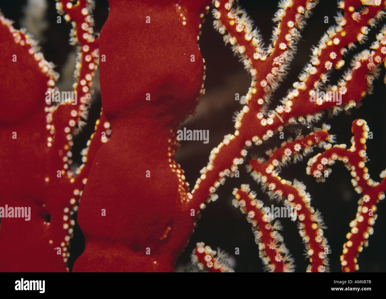 Red corals japan hi-res stock photography and images - Alamy