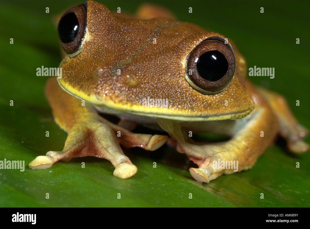 Hyla sp hi-res stock photography and images - Alamy