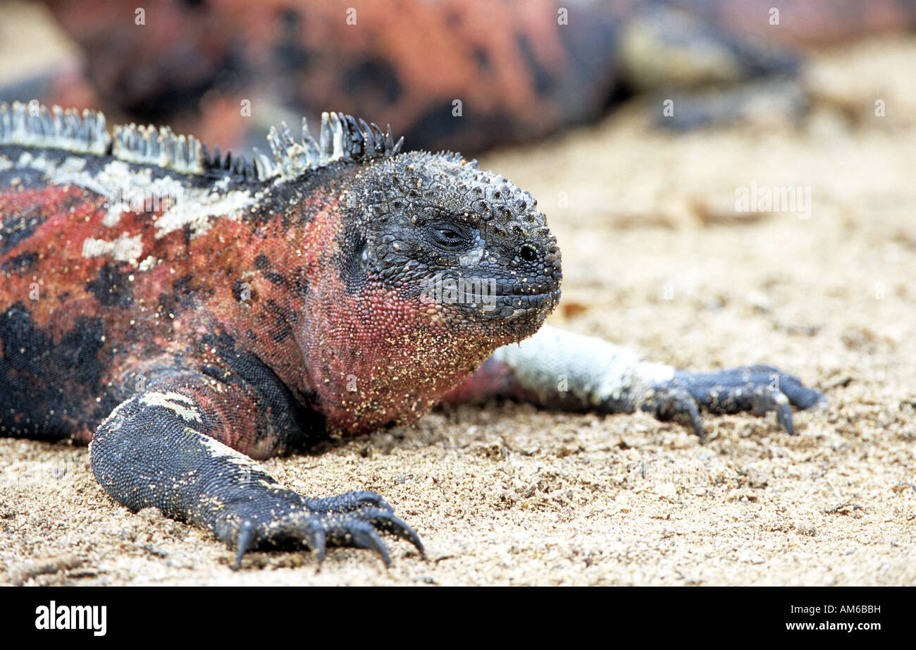Marine iguana, Amblyrhynchus dristatus Stock Photo - Alamy