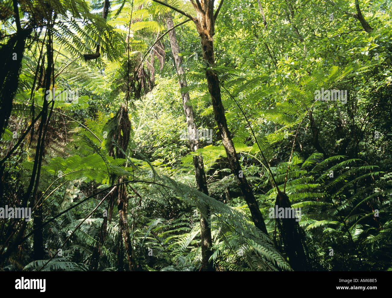Tropical rain forest Okinawa Japan Stock Photo - Alamy