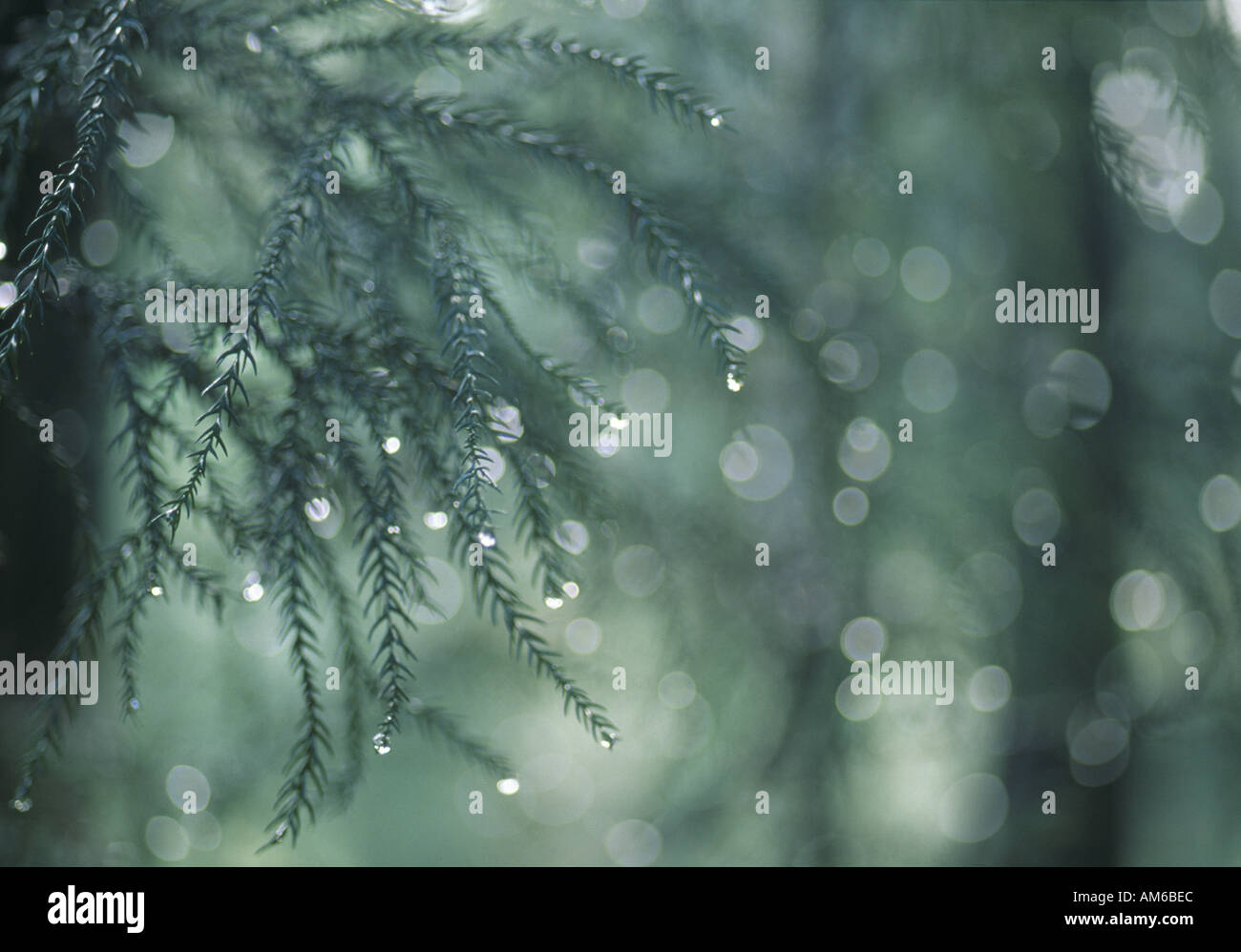 Rainy wood with ferns hi-res stock photography and images - Alamy