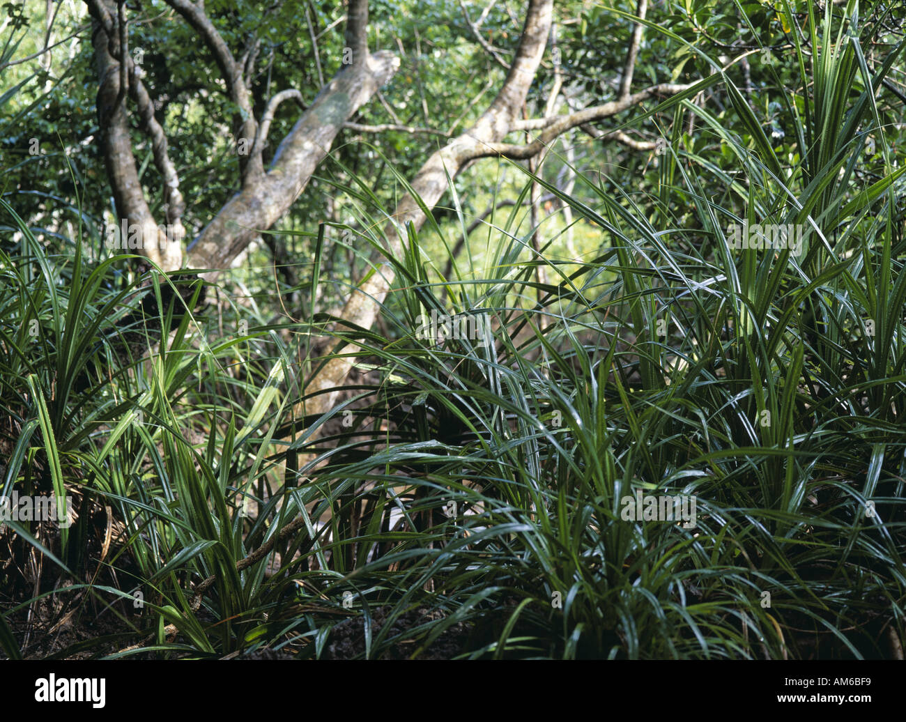 Okinawa rainforest hi-res stock photography and images - Alamy