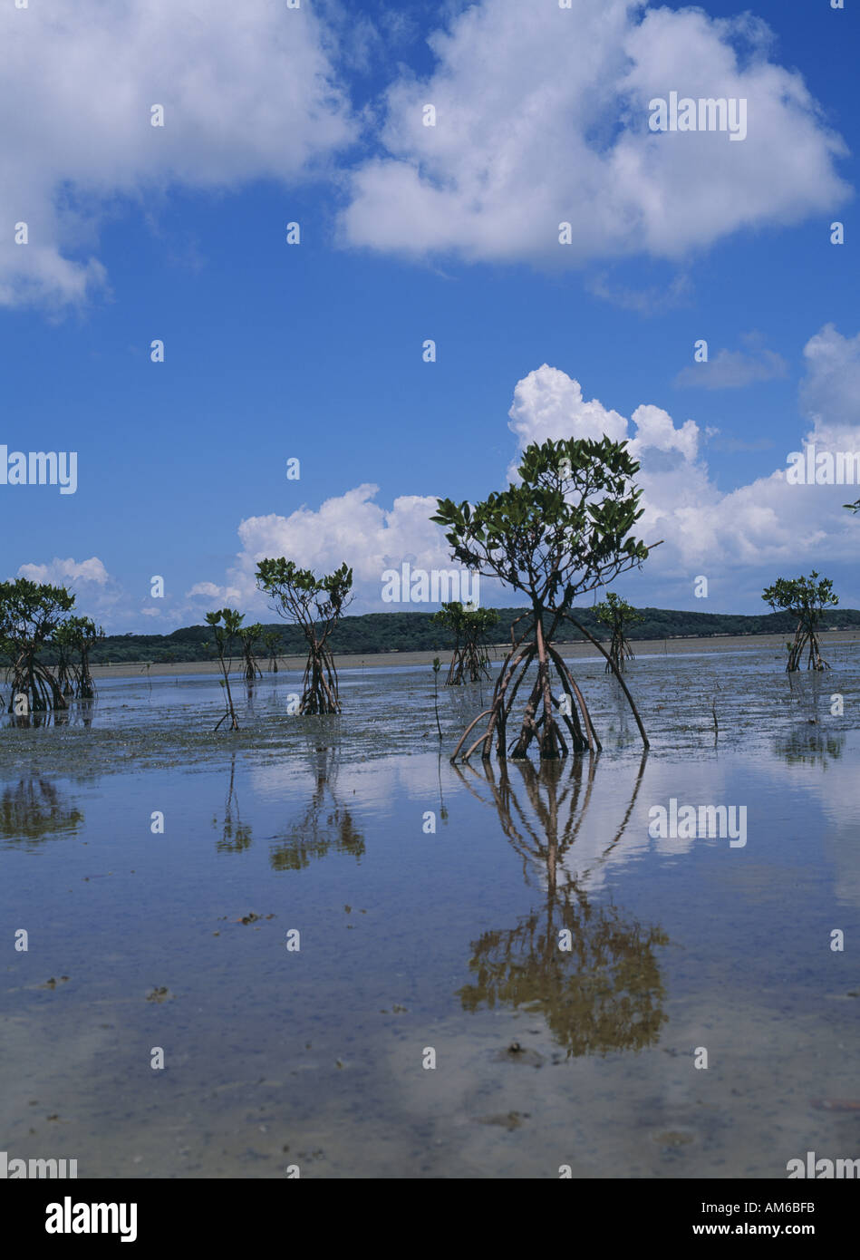 Mangroves of okinawa hi-res stock photography and images - Alamy