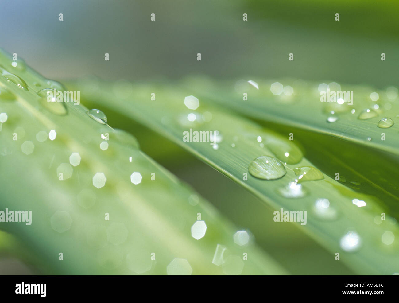 Water drops leaf Rain Osaka Japan Stock Photo - Alamy