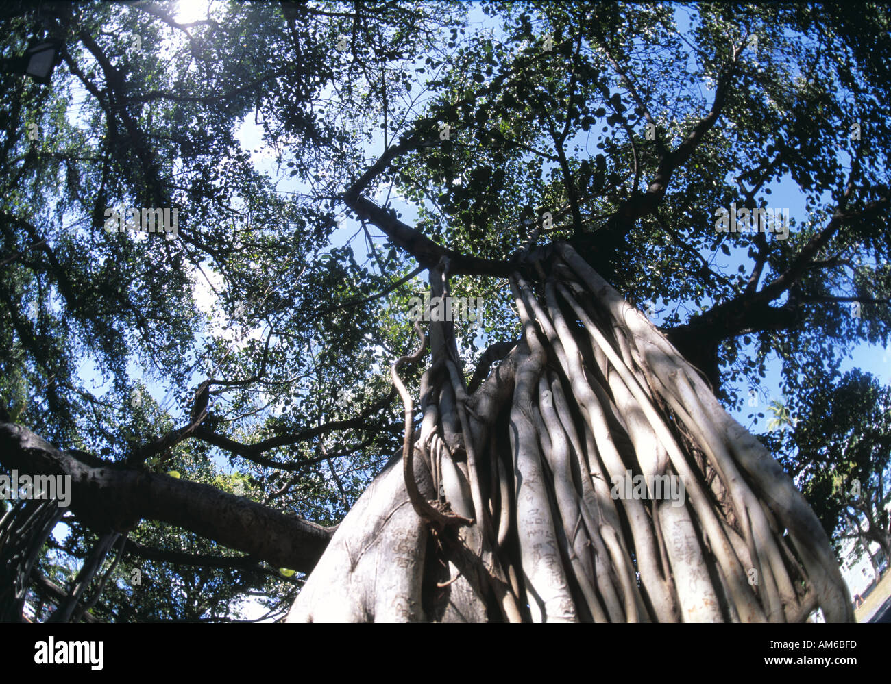 Wood root Okinawa Japan Stock Photo - Alamy