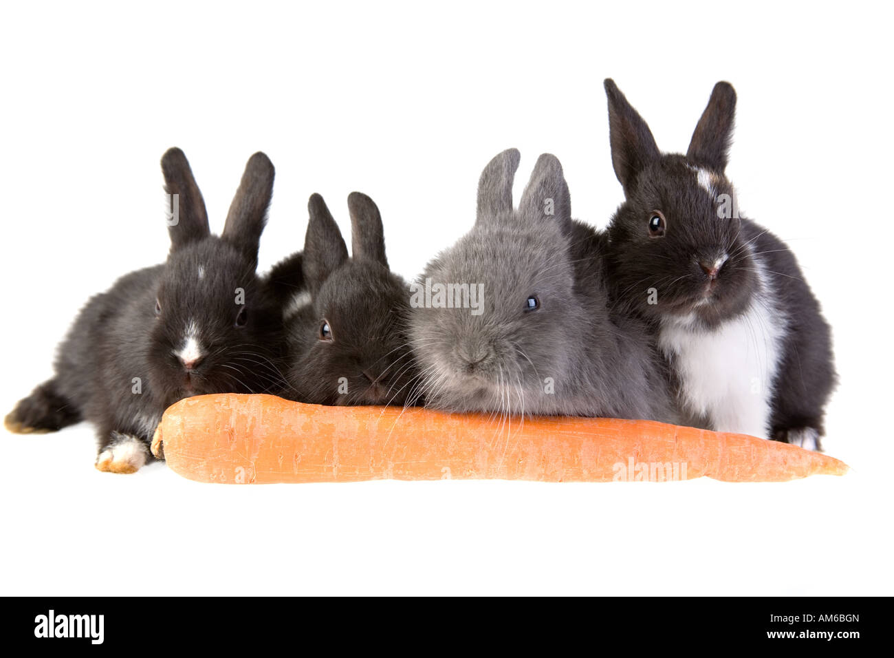four bunny and a big carrot Stock Photo - Alamy