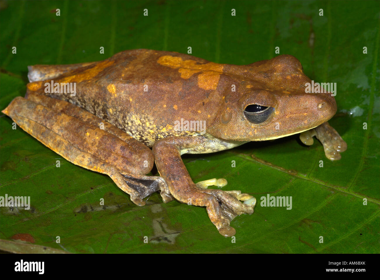 Gladiator tree frog hi-res stock photography and images - Alamy