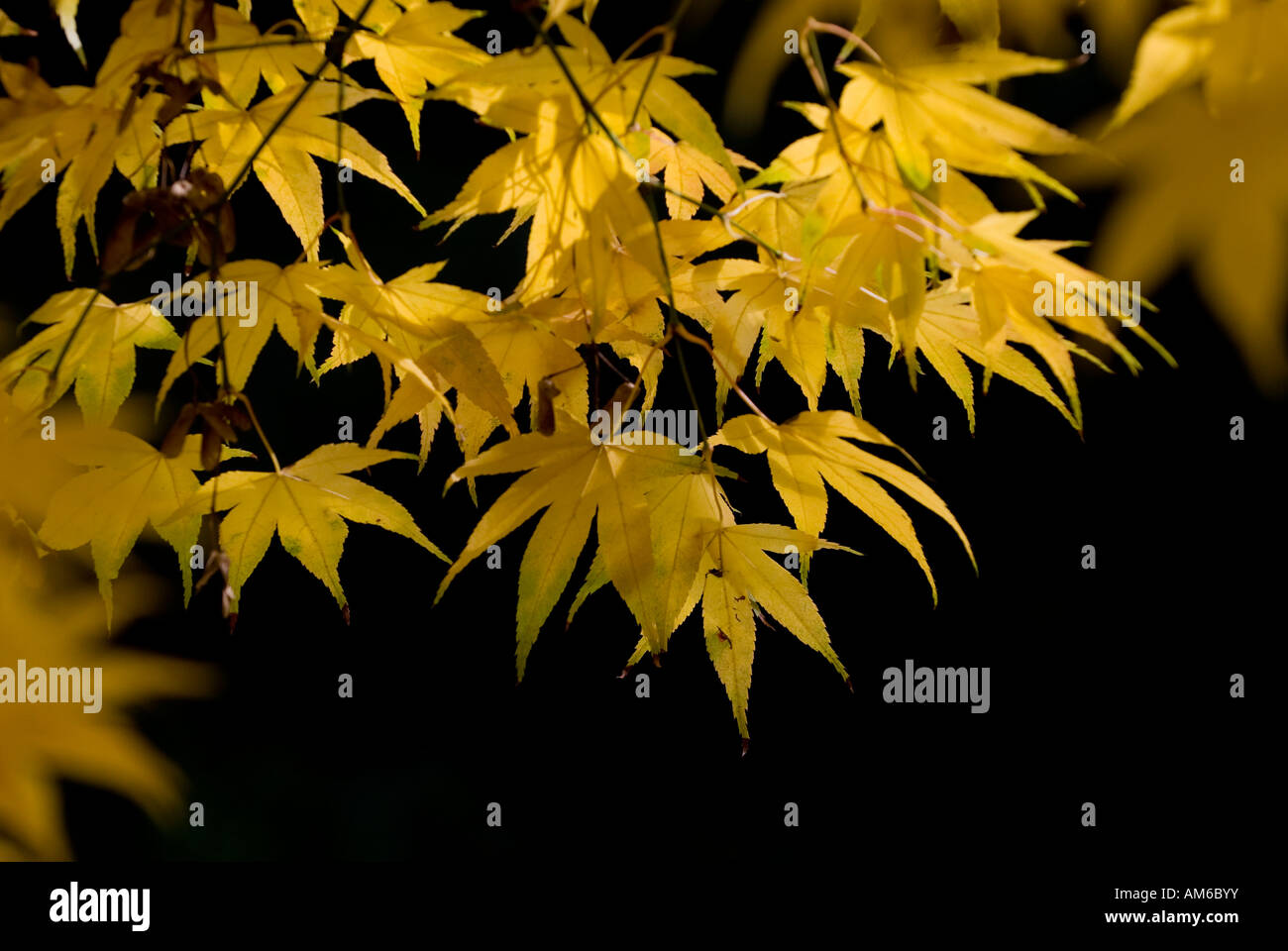 Yellow acer palmatum dissectum leaves hi-res stock photography and ...