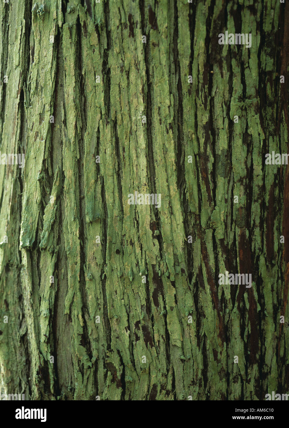 Trunk of tree Tokushima Japan Stock Photo - Alamy