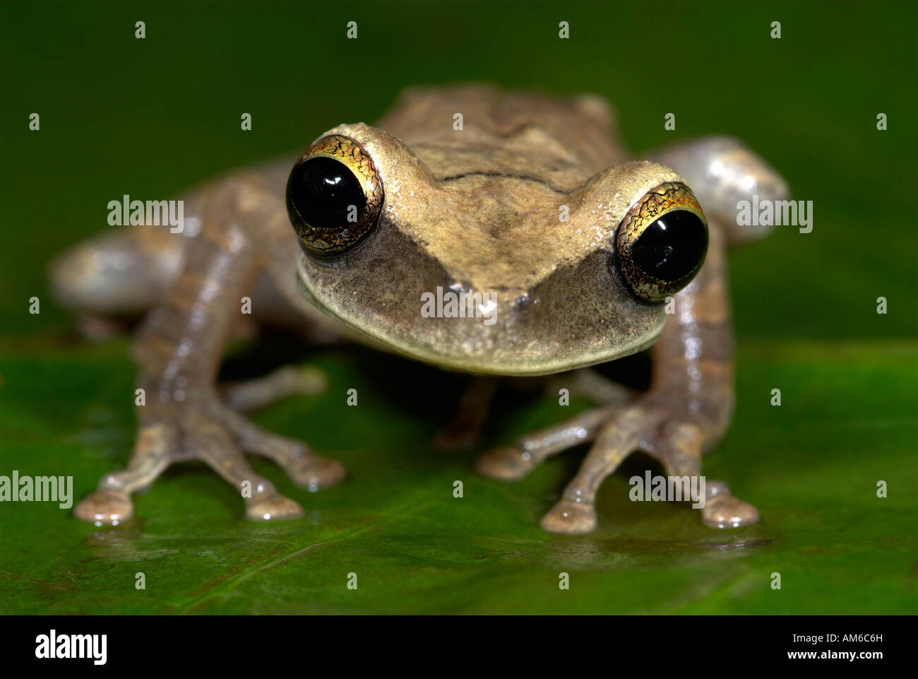 Common Laughing Frog Osteocephalus taurinus Iquitos Northern Peru Stock ...