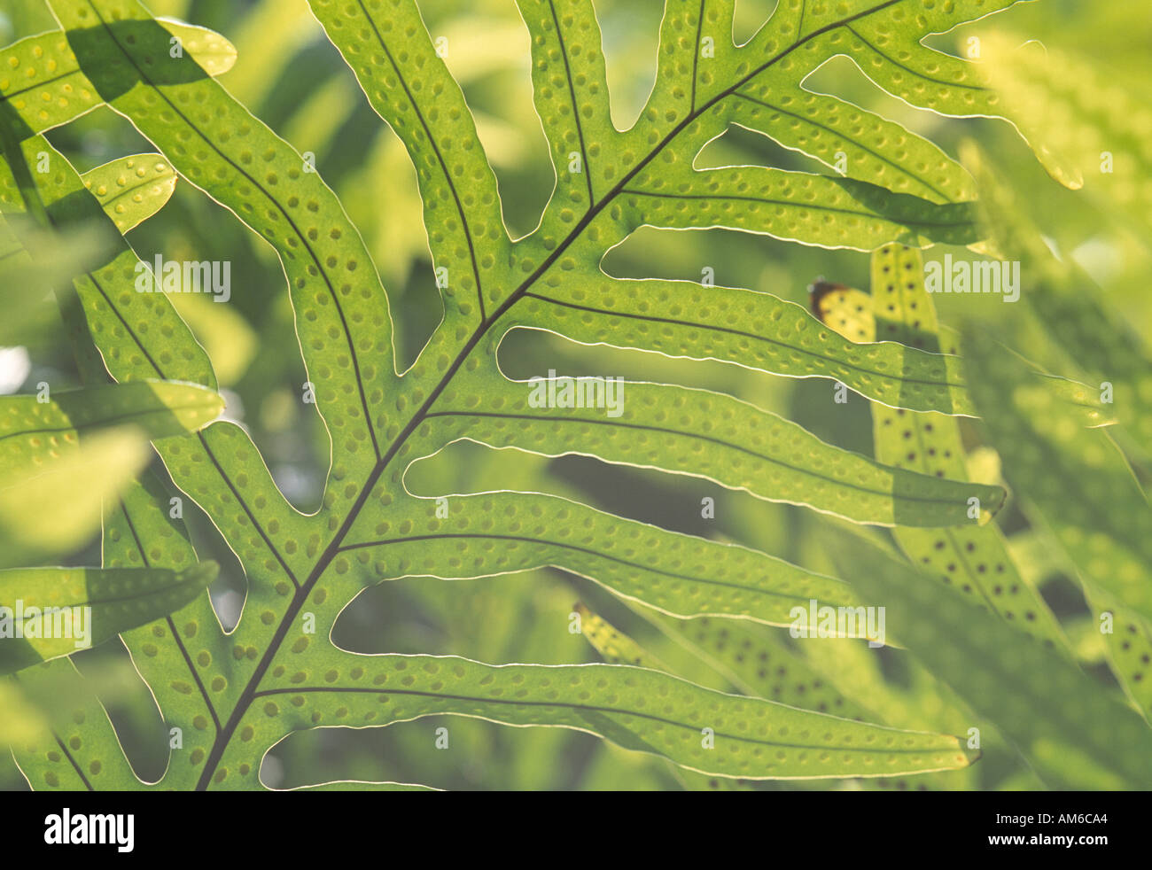 Leaf in the rain forest Sabah island East Malaysia Borneo Stock Photo ...