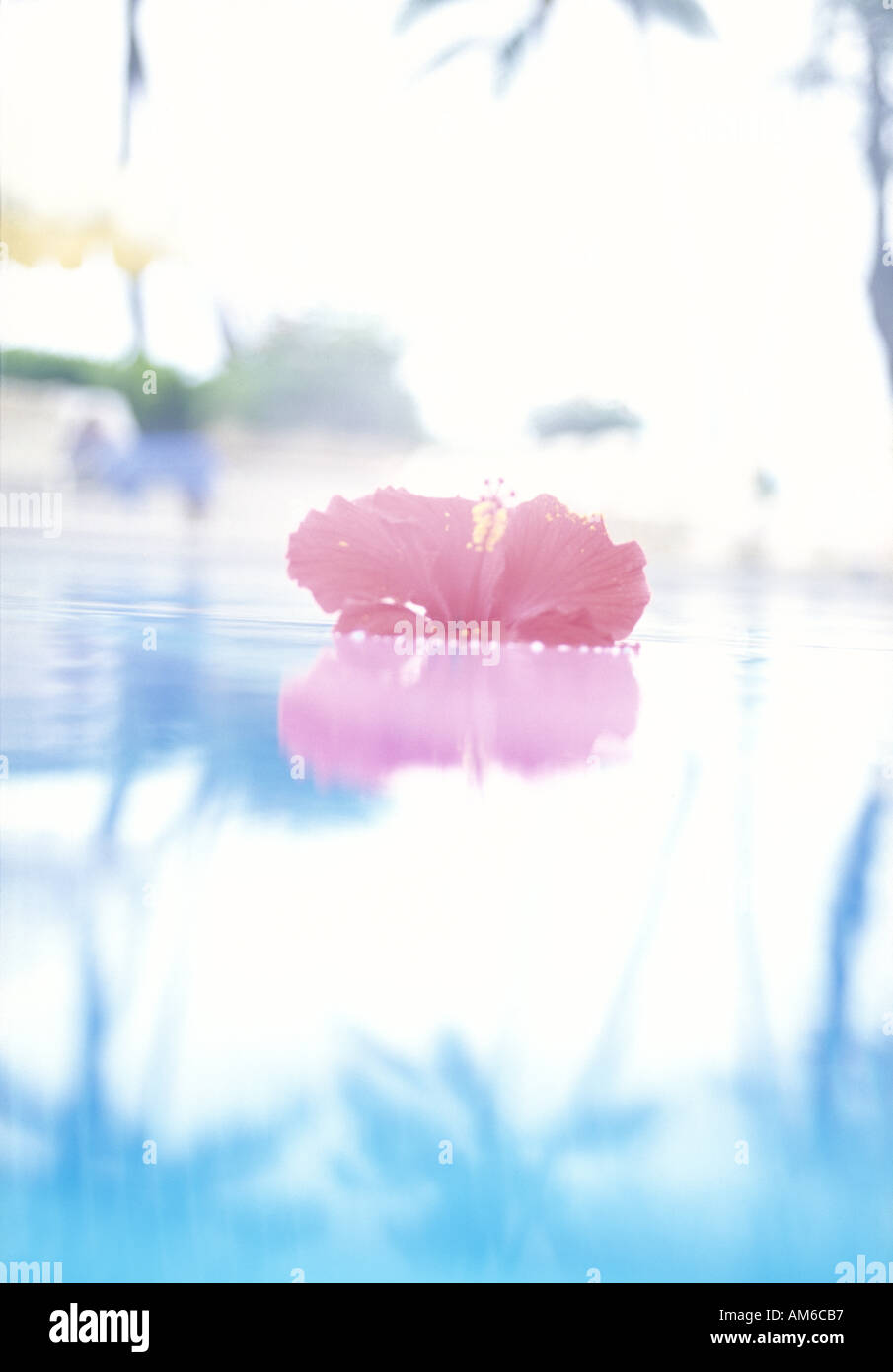 Tropical flower Hibiscus water Saipan Island Marianas Stock Photo - Alamy