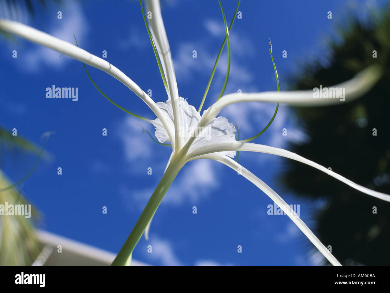Tropical Flower Spider Lily New Caledonia Stock Photo - Alamy